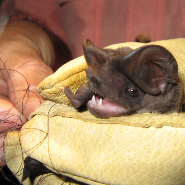 Fish & Wildlife Service could protect habitat for Florida bonneted bat ...