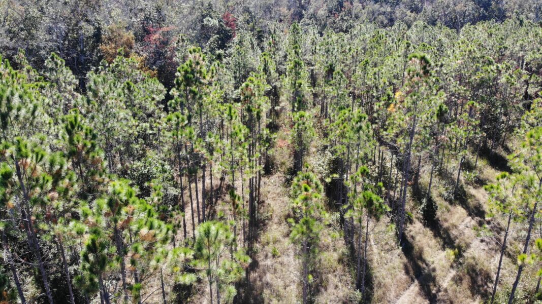 SWFWMD buys Southworth Tract - 589 acres in Hernando County - WMNF 88.5 FM