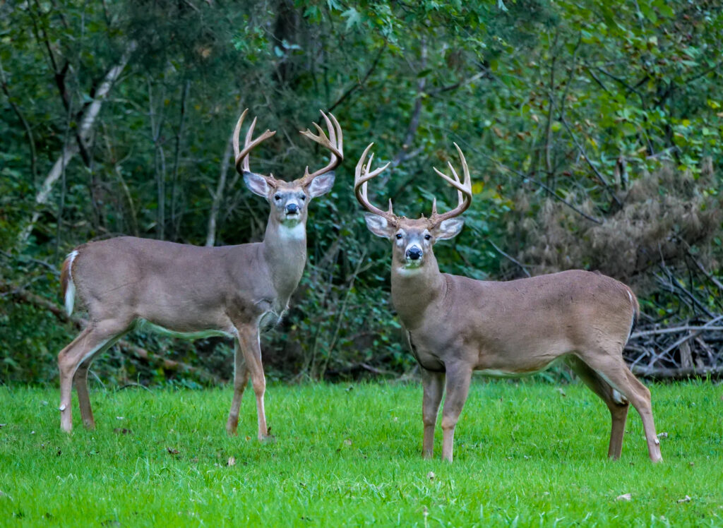 Florida will step up testing for deer disease - WMNF 88.5 FM