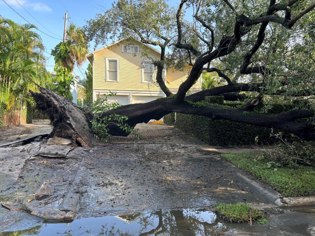 Hurricane Helene, tree recovery and impacts in NE St. Pete - WMNF 88.5 FM