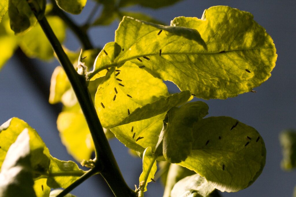University of Florida scientists engineer “NuCitrus” to help Florida’s ...