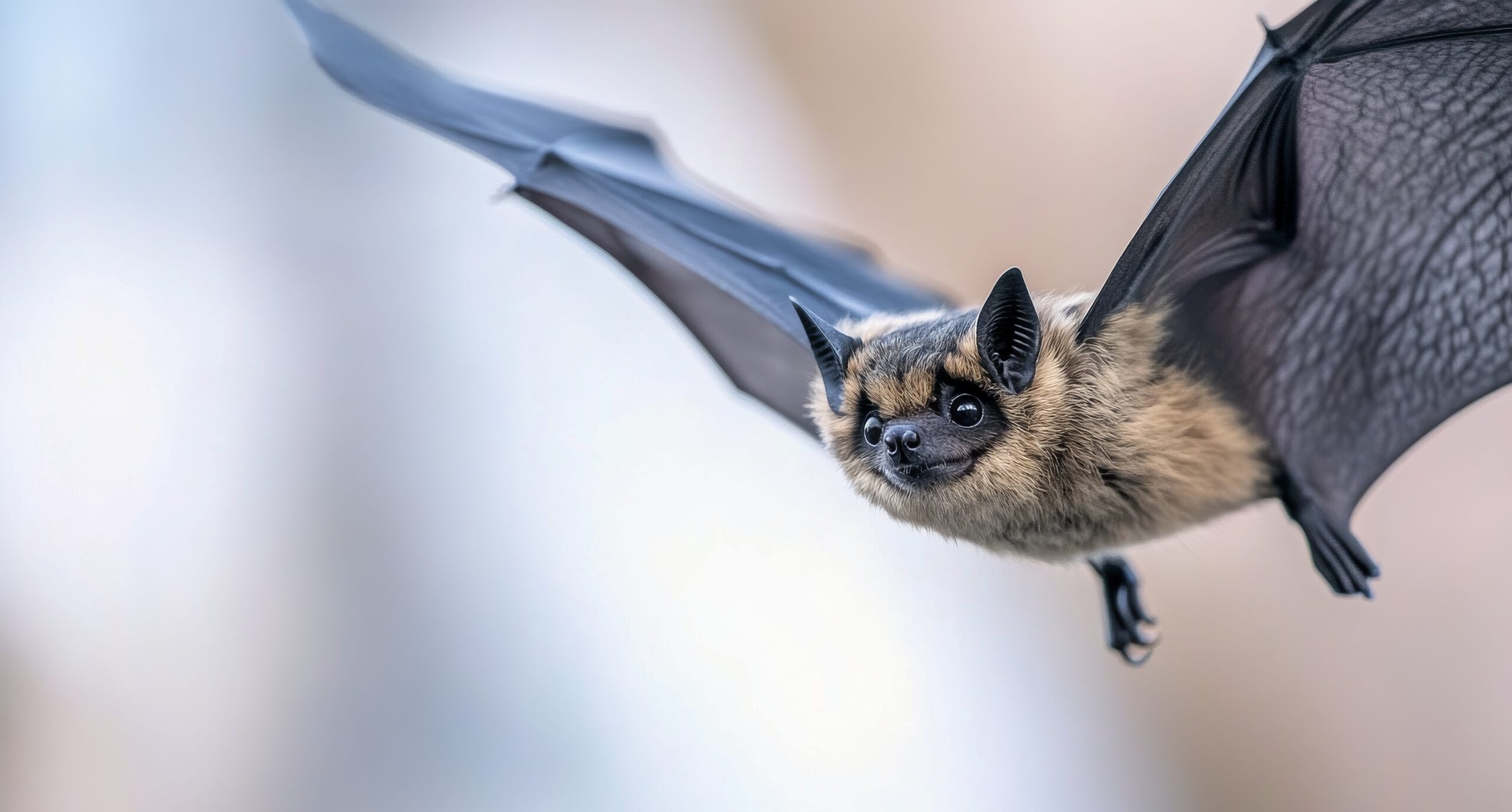 The truth about bats with Eric Wolf - WMNF 88.5 FM