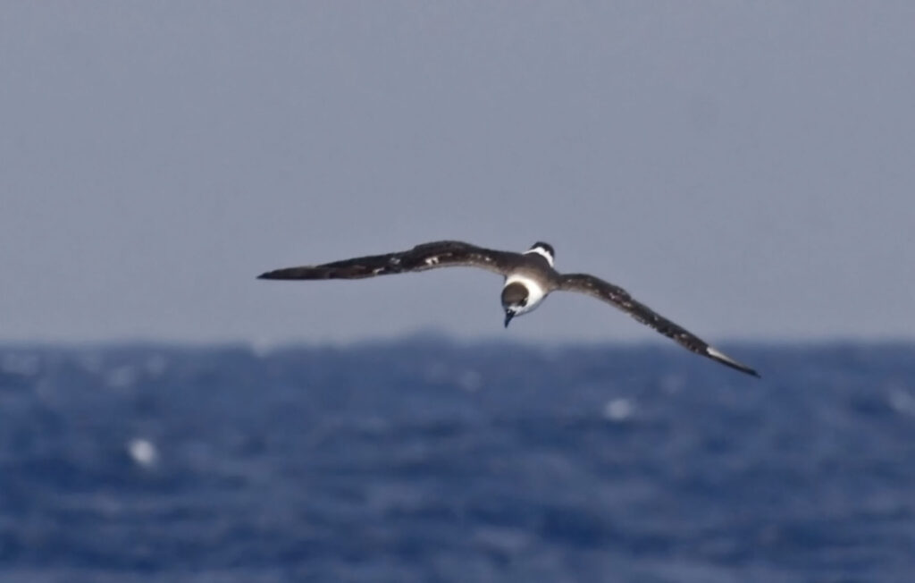 Where are tornado sirens in Florida? - WMNF 88.5 FM