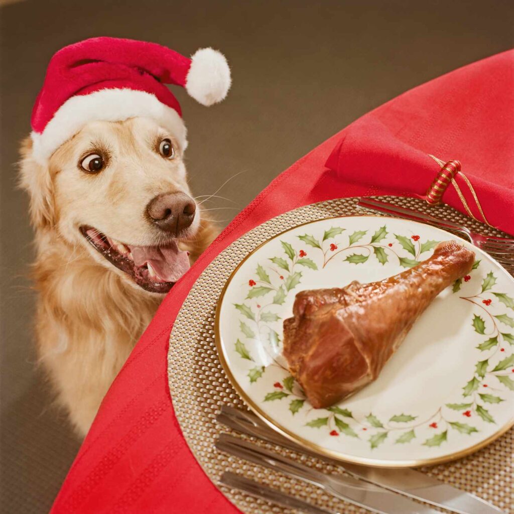 Local emergency veterinarian discusses array of holiday-related pet ...