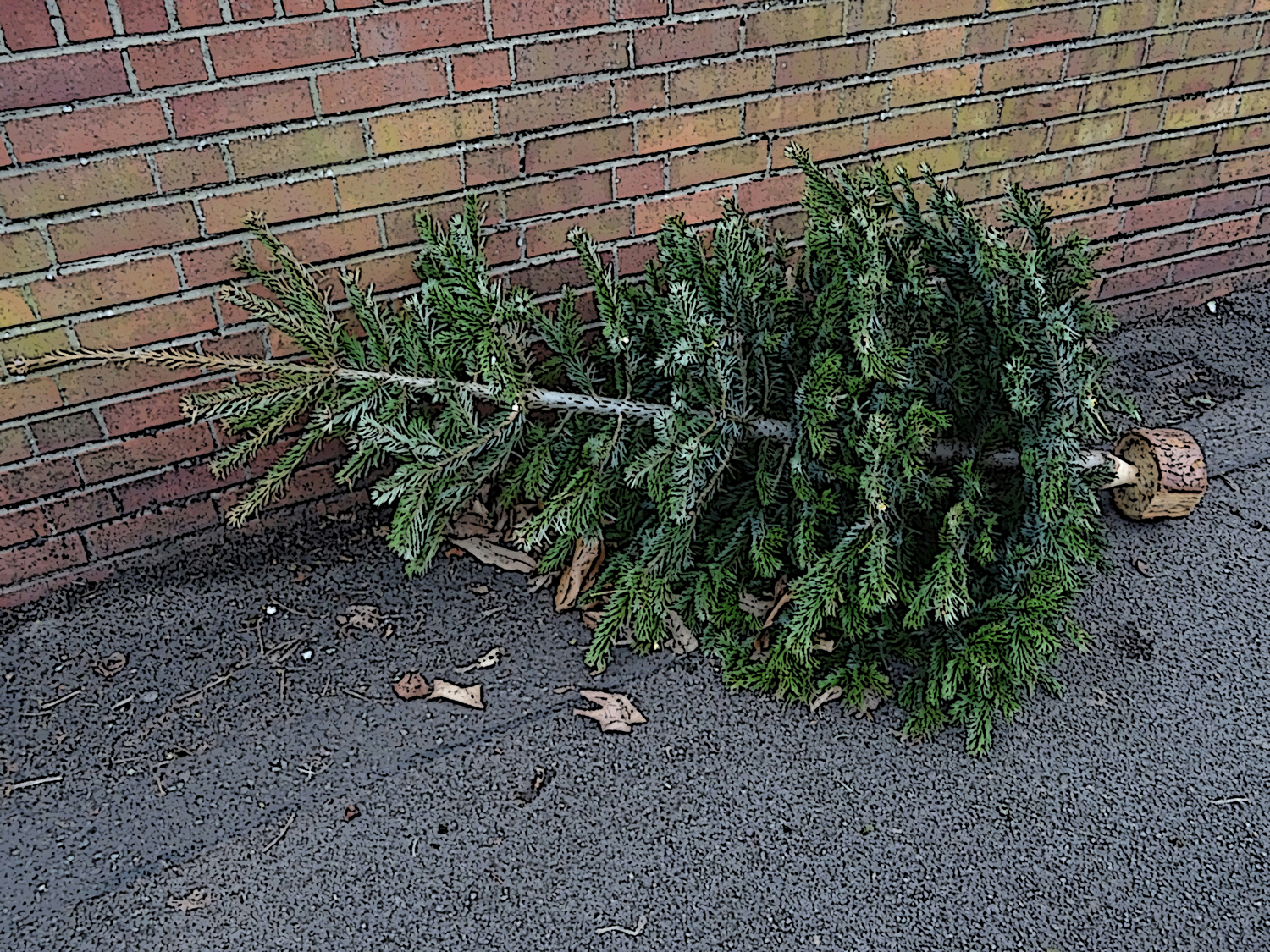 How St. Petersburg residents can dispose of Christmas trees this season ...