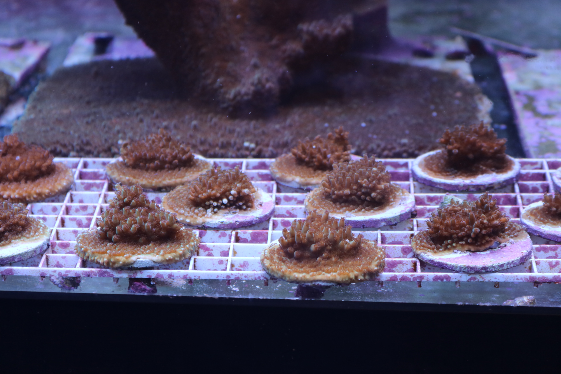 Florida Aquarium transports 9,000 baby corals to restoration institutes ...