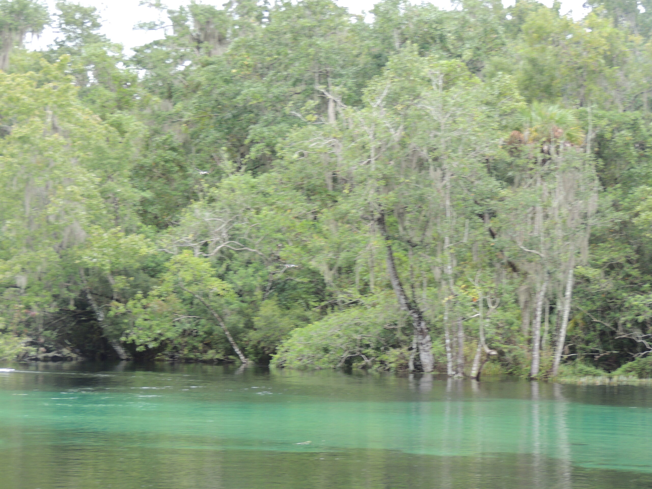 House, Senate proposed budgets defund 'Florida Forever' conservation ...